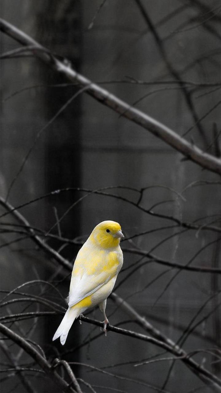 DevSecOps - Canary Deployment Pattern / Blogs / Perficient DevSecOps - Canary Deployment Pattern / Blogs / Perficient