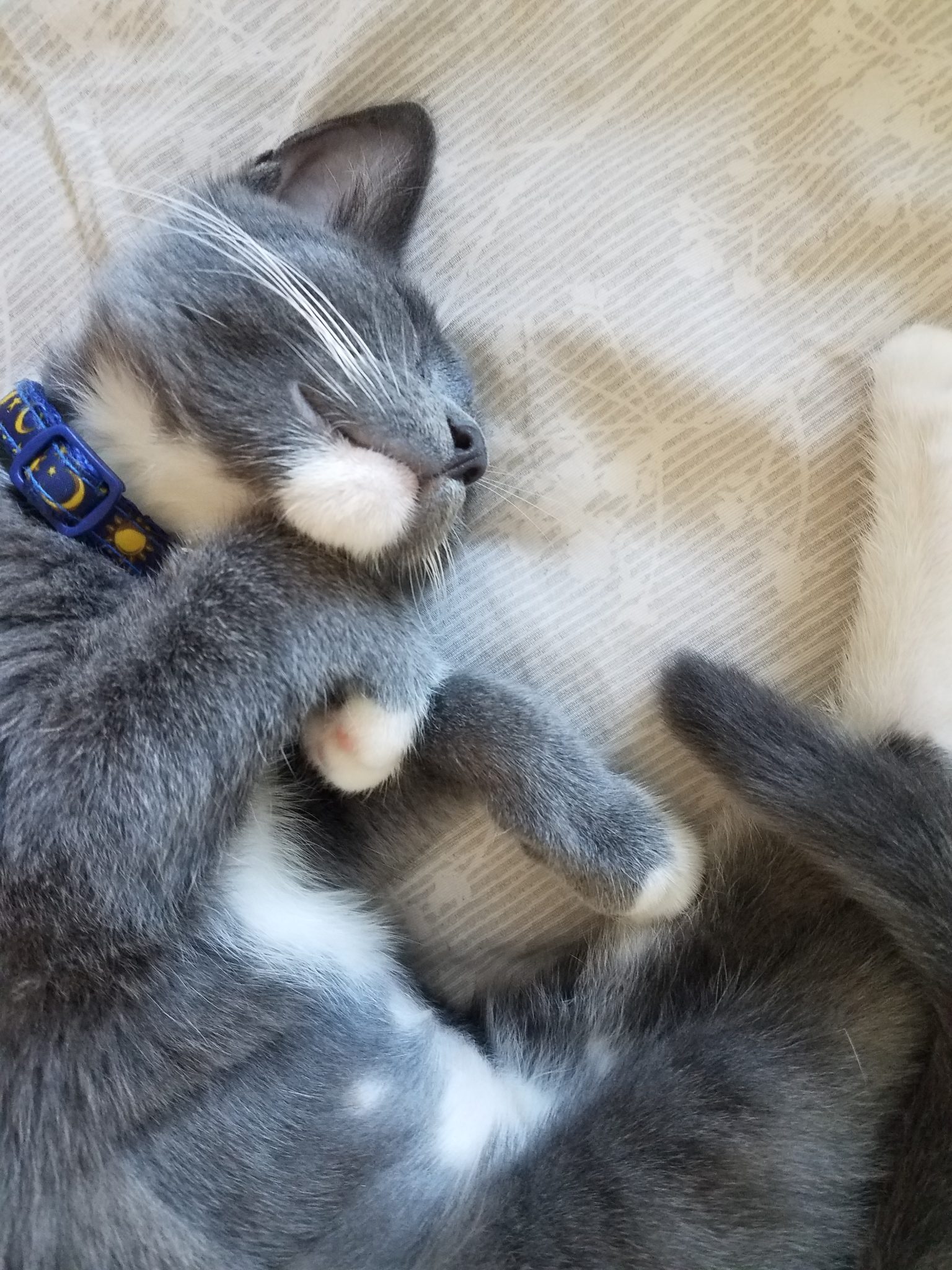 Colleagues Turn International Cat Day into a Paw-ty / Blogs / Perficient